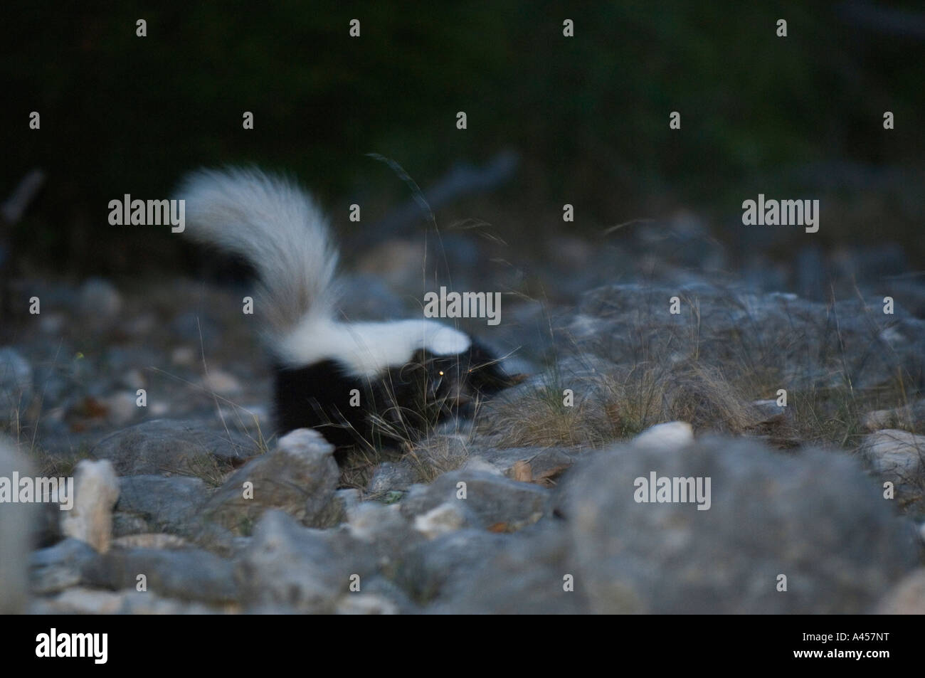 A wild skunk hides behind the rock of a rocky surface in the Hill ...