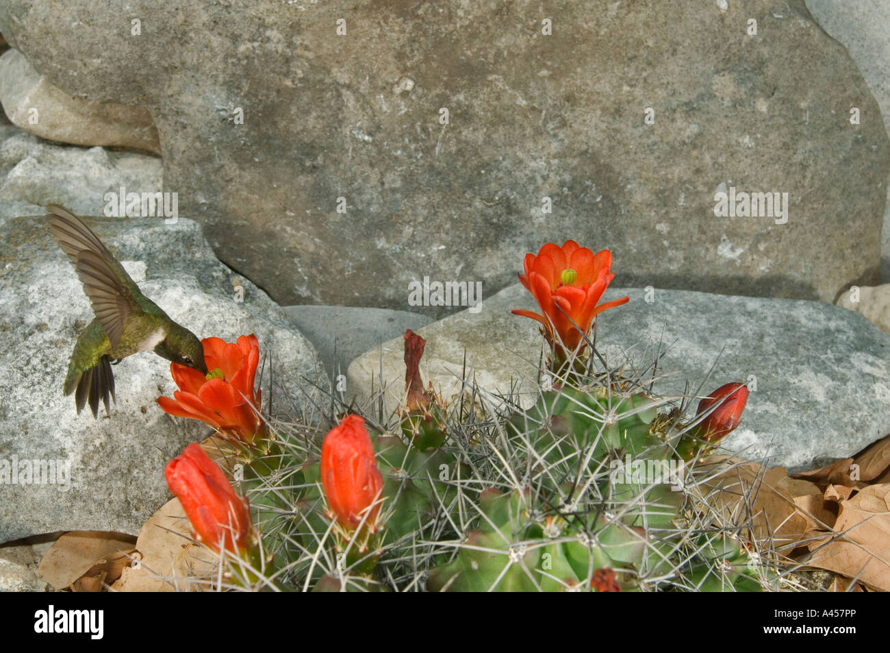 Cactus flowers hummingbird hi-res stock photography and images - Alamy