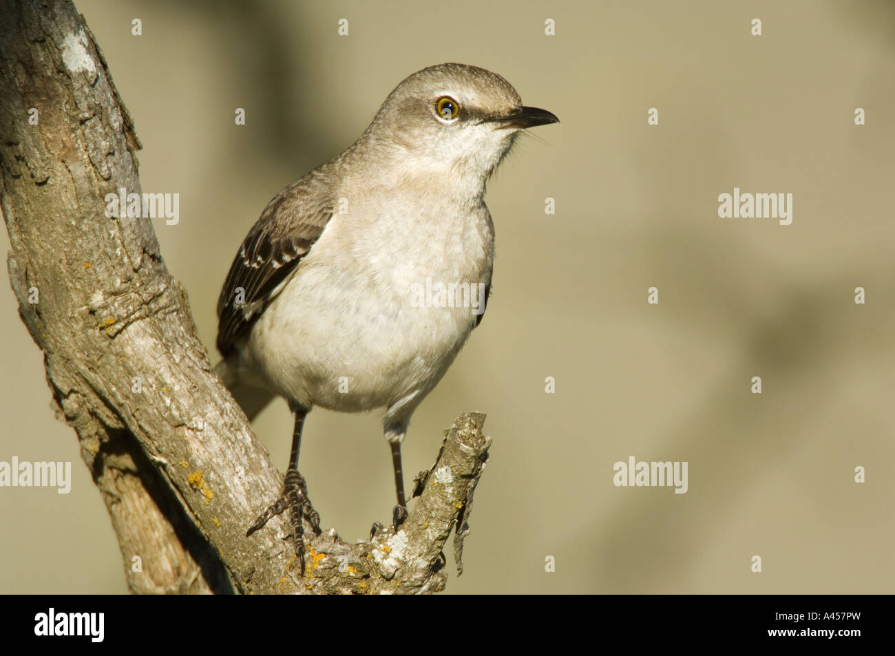 The mocking bird hi-res stock photography and images - Alamy
