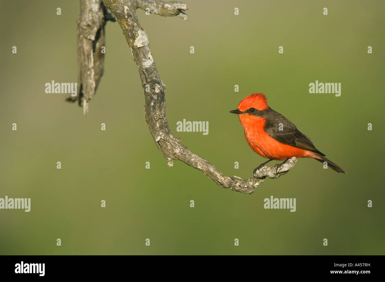 Vermilion flycatcher. Black rump and back with red head and red chest ...