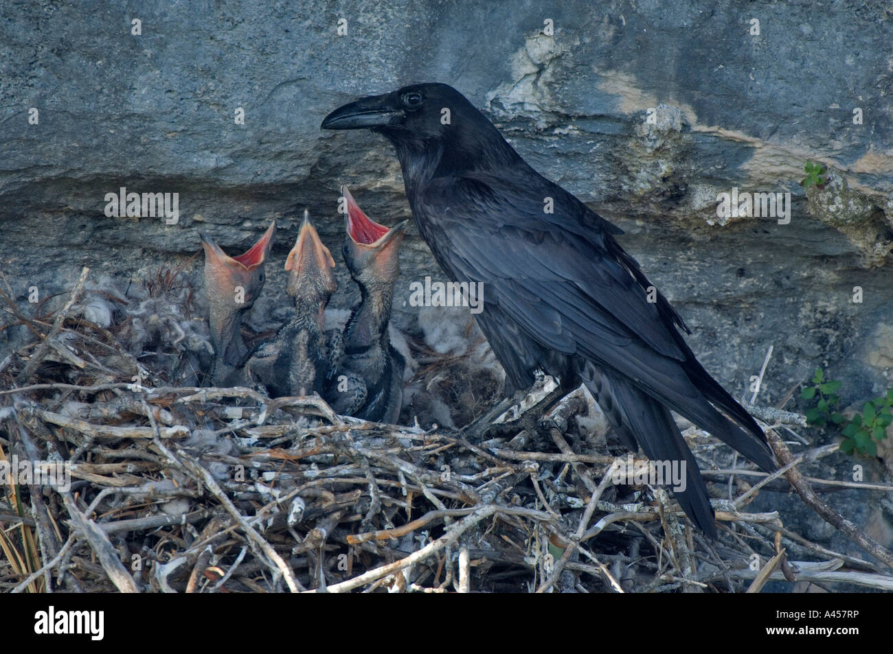 Raven chicks hi-res stock photography and images - Alamy