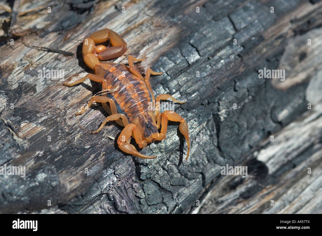 Striped bark scorpion, Centruoides vittatus, resting over a log. Texas ...