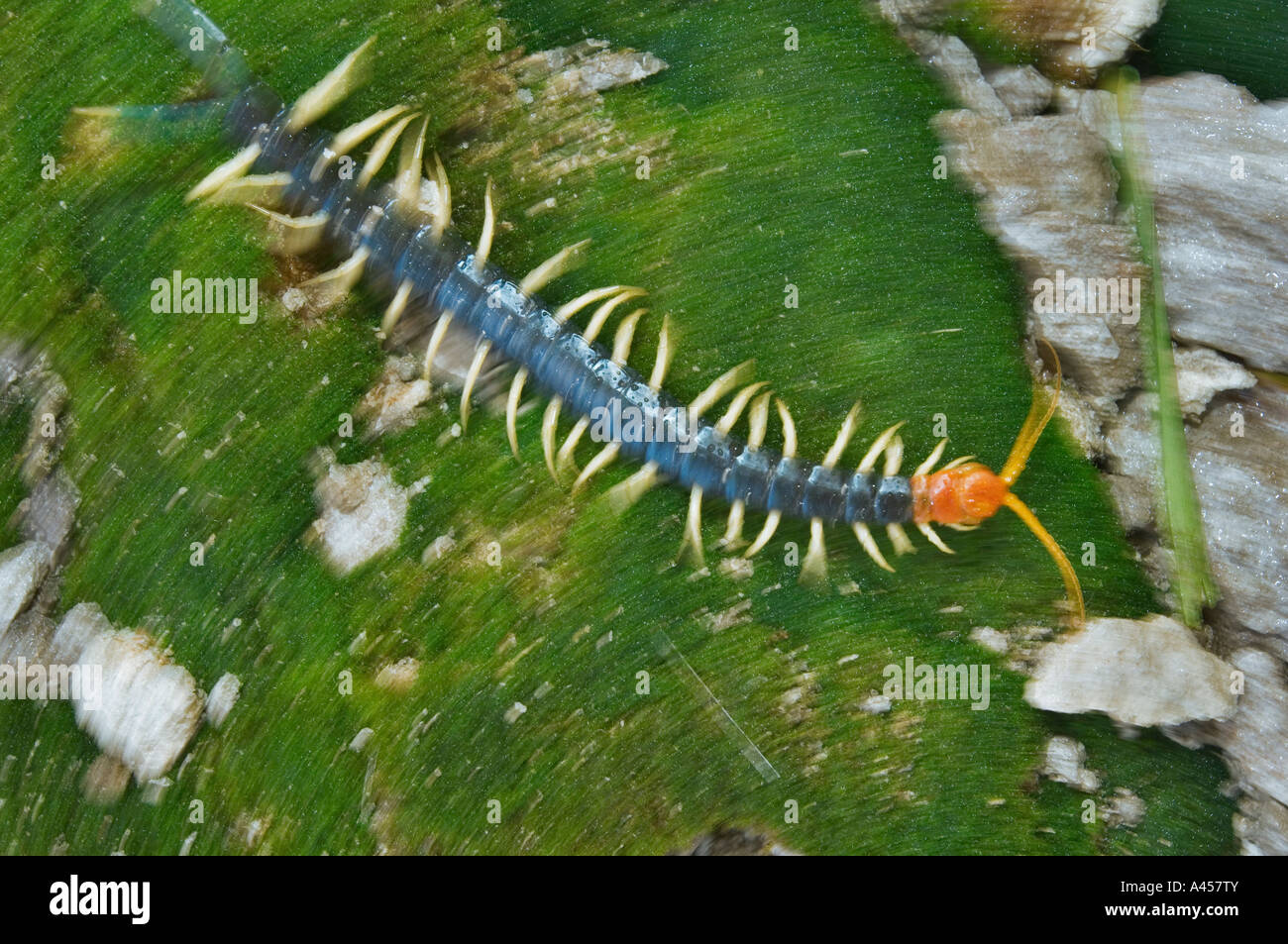 Blue millipede hi-res stock photography and images - Alamy