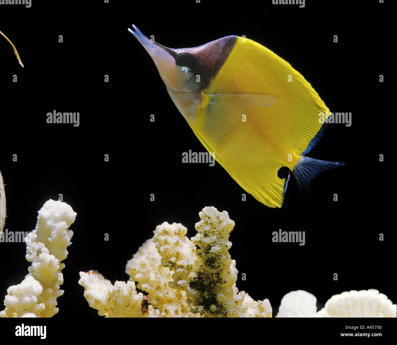 Longnose Butterflyfish Forcipiger longirostris water aquarium ...