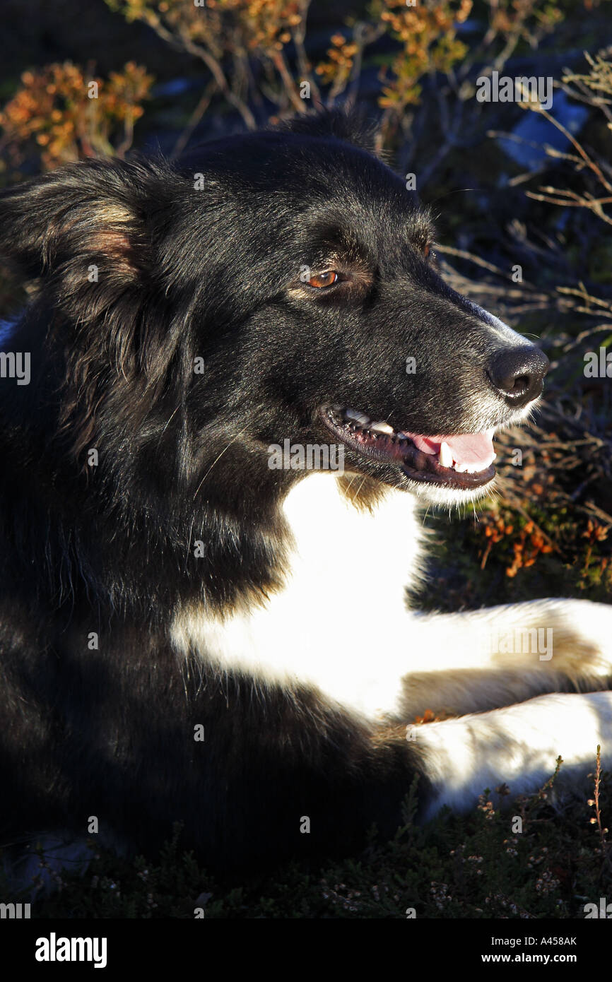 Border collie resting in sunshine Stock Photo - Alamy