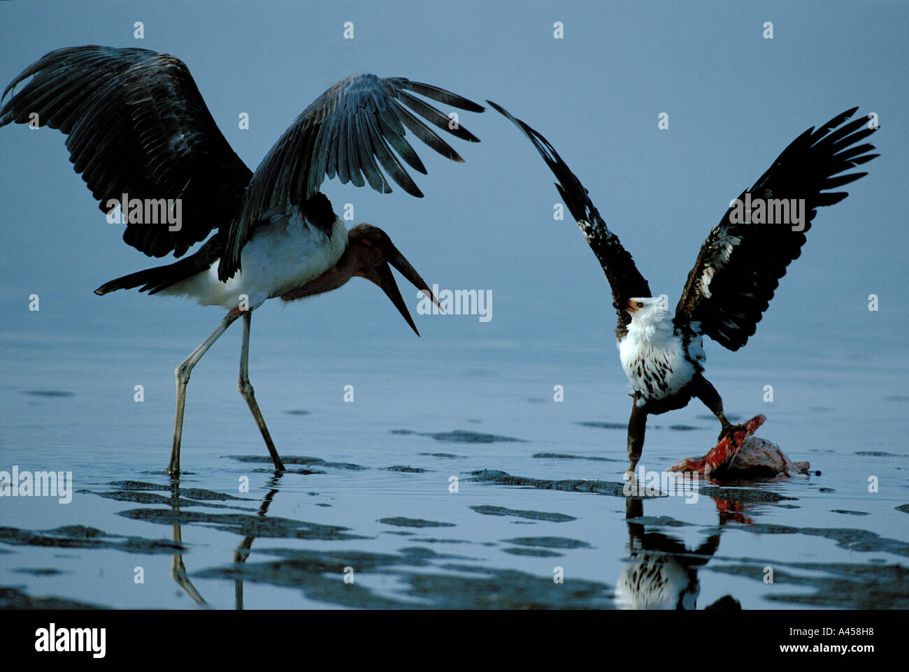 Marabou Stork Marabout Leptoptilus crumeniferus bird fowl bill wing fly ...
