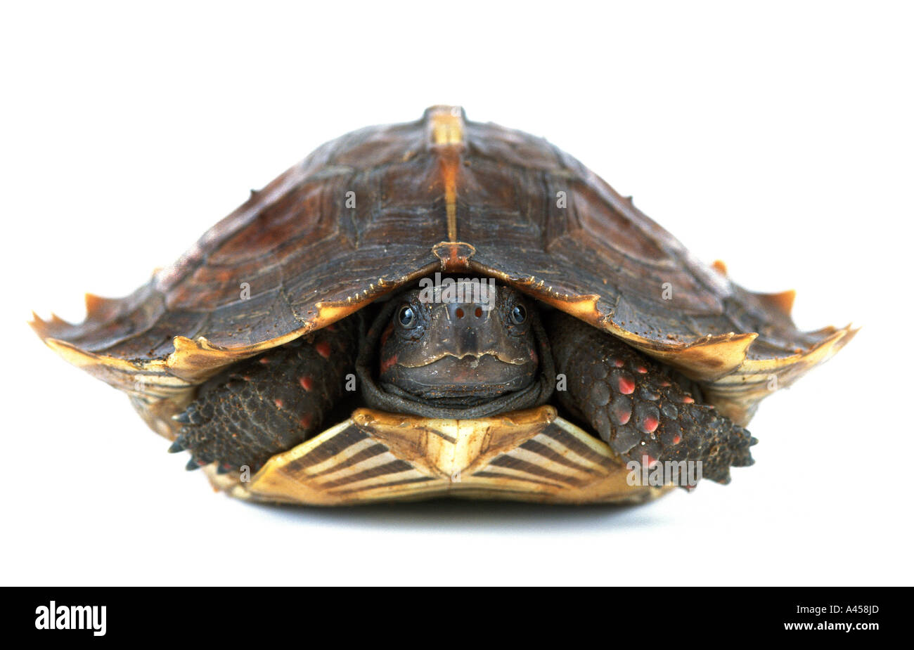 Cog wheel turtle hi-res stock photography and images - Alamy