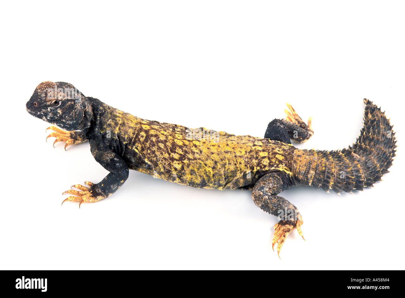 Dabb Lizard Crocodile Lizard Spiny tailed lizard Uromastyx acanthinurus ...