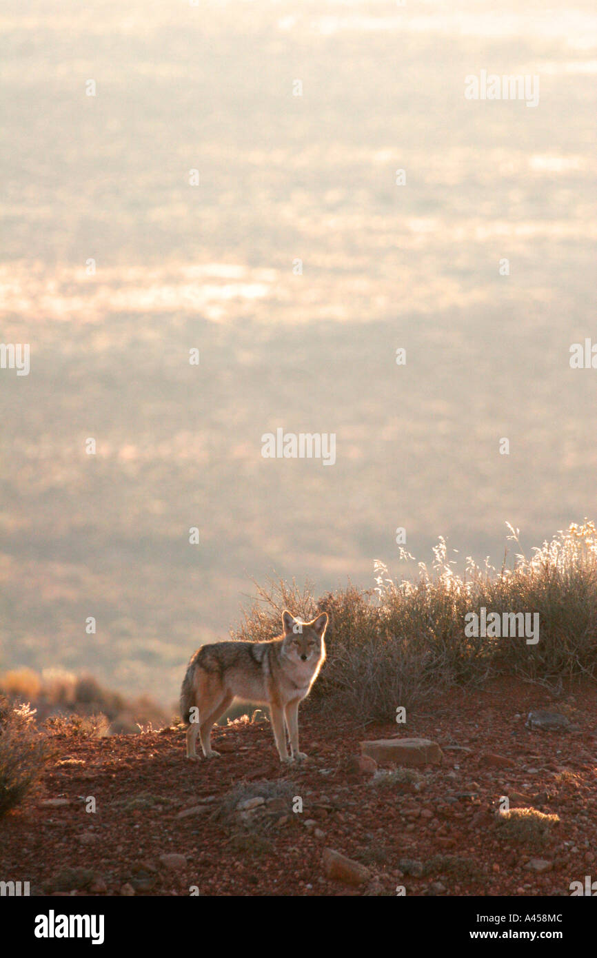 Coyote in Monument Valley Navajo Tribal Park Utah Stock Photo - Alamy