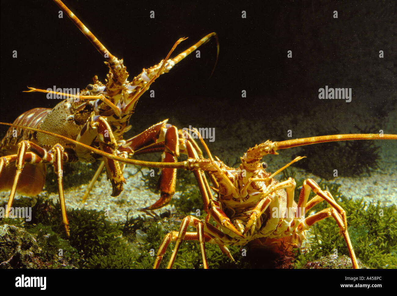 Lobsters langoustes animal nature seafood sea water ocean food red ...