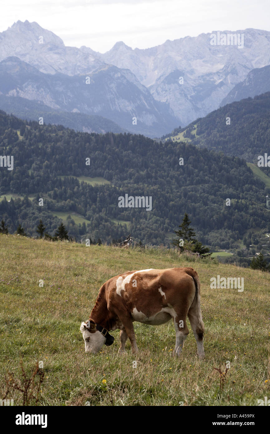 Garmisch partenkirchen cow hi-res stock photography and images - Alamy