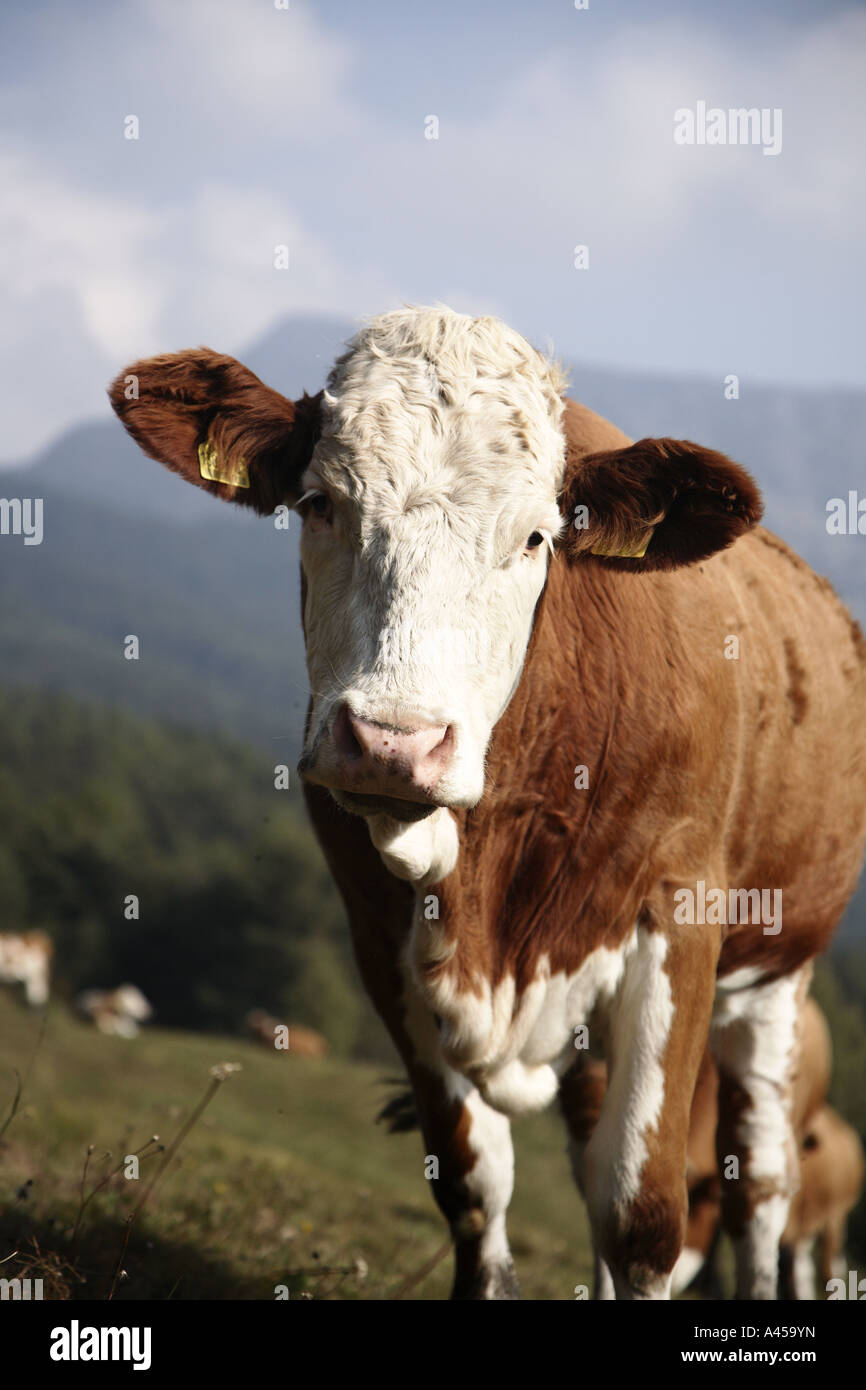 Cow and pastures Garmisch Partenkirchen Germany Stock Photo - Alamy