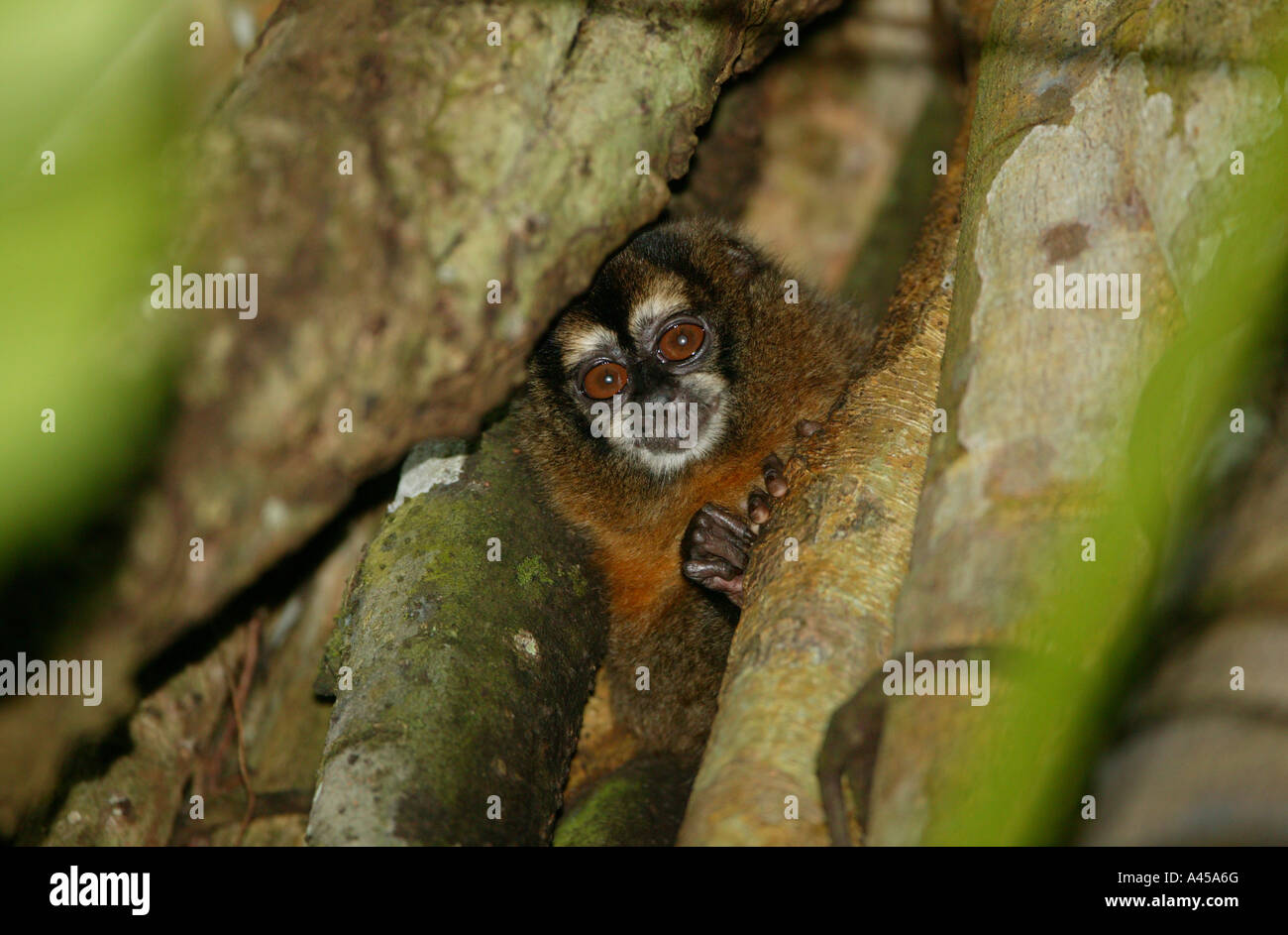 Panamanian night monkey, Aotus zonalis, in the rainforest at Isla Stock ...