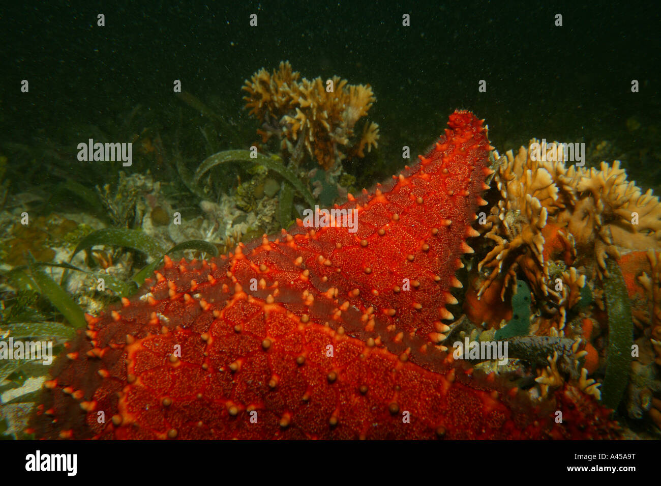 Red colored Giant Starfish underwater at the coast of Isla Colon, Bocas ...