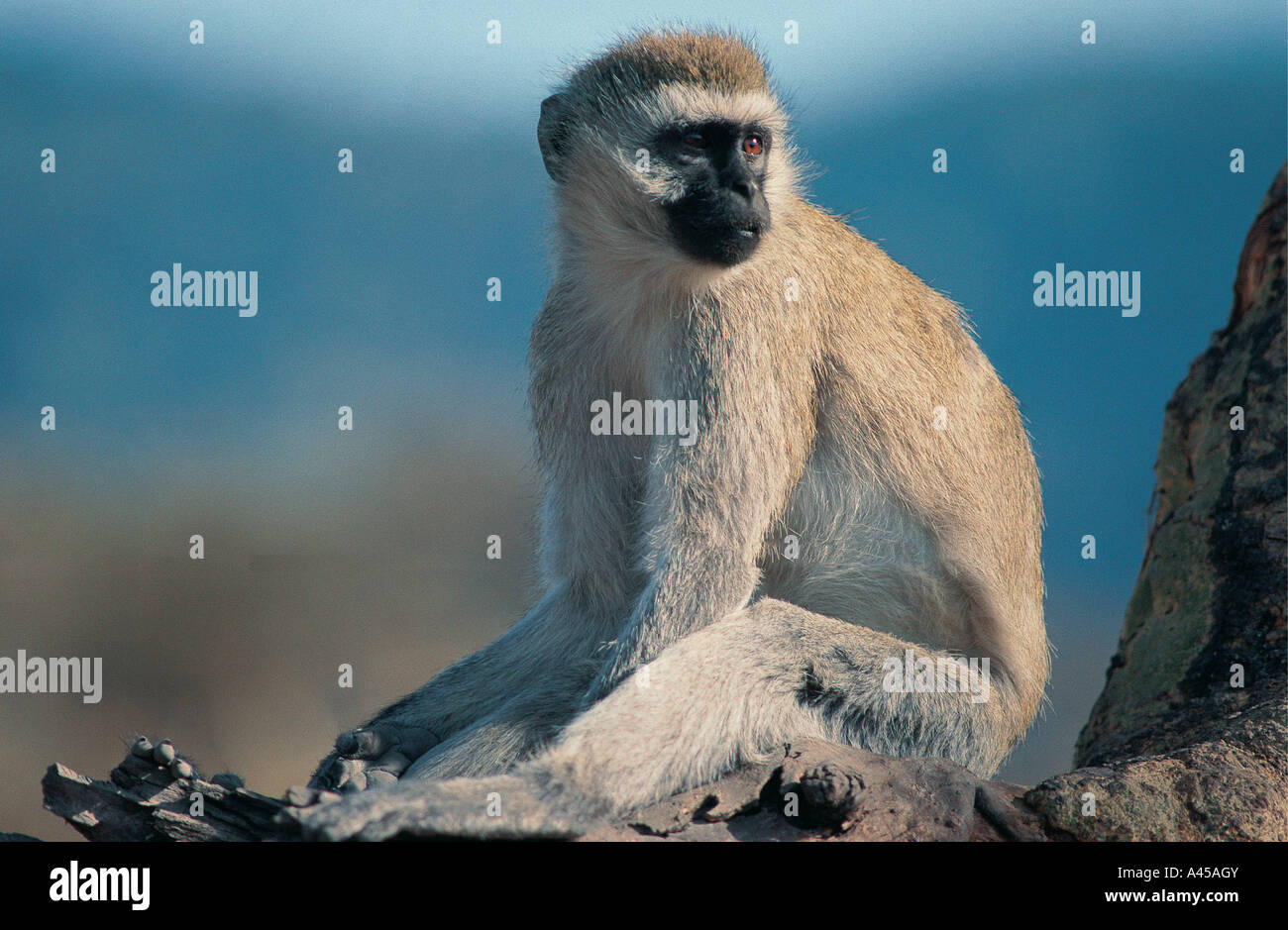 Portrait of Black faced Vervet Monkey in Ngorongoro Crater Tanzania ...