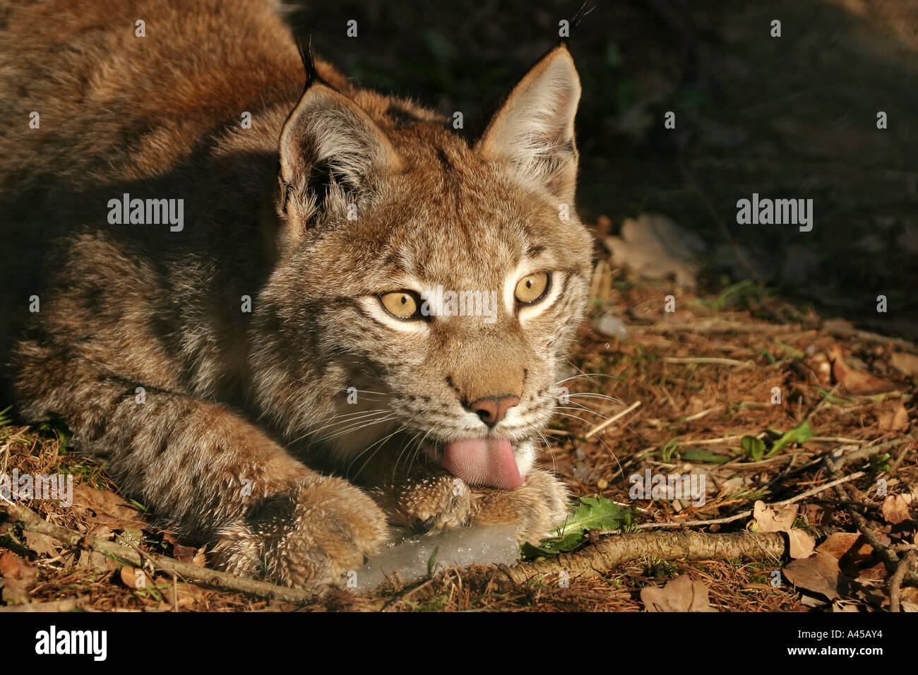 Joung lynx is licking his pad European lynx Stock Photo - Alamy