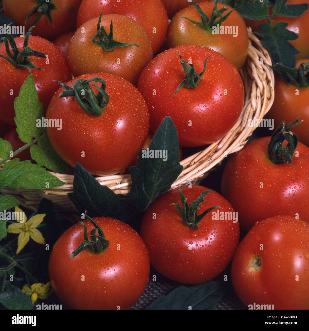 Tomato moneymaker hi-res stock photography and images - Alamy