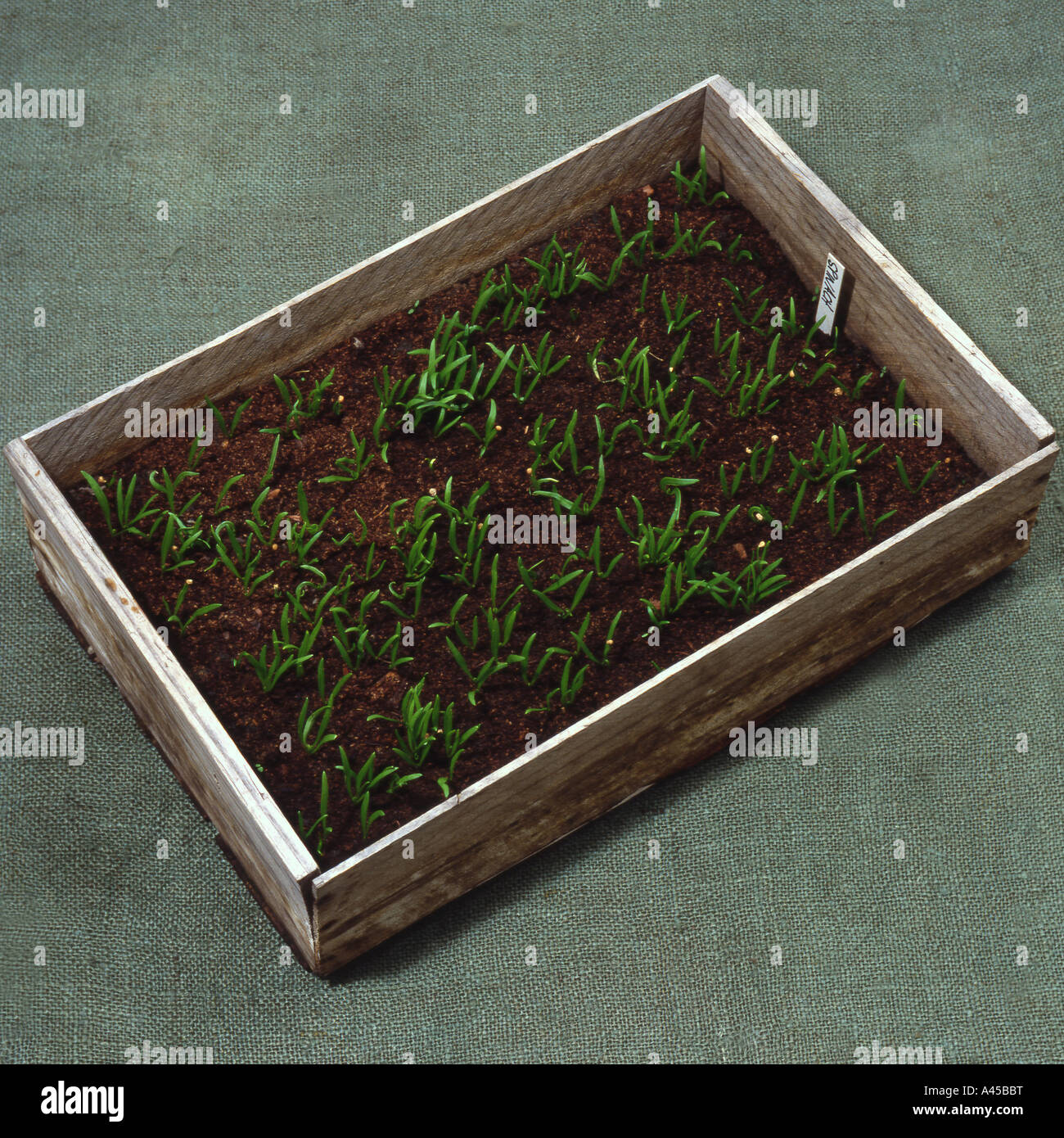 Perpetual Spinach, Leaf Beet Seedlings Stock Photo - Alamy