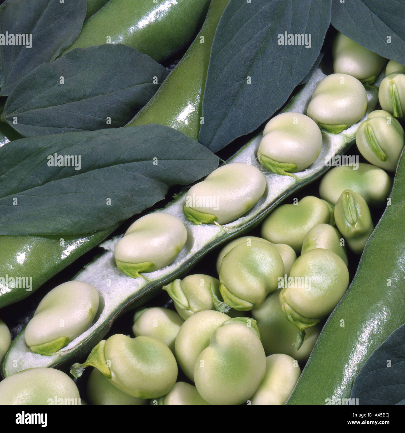 Broad Bean, 'Bunyard's Exhibition' Stock Photo - Alamy