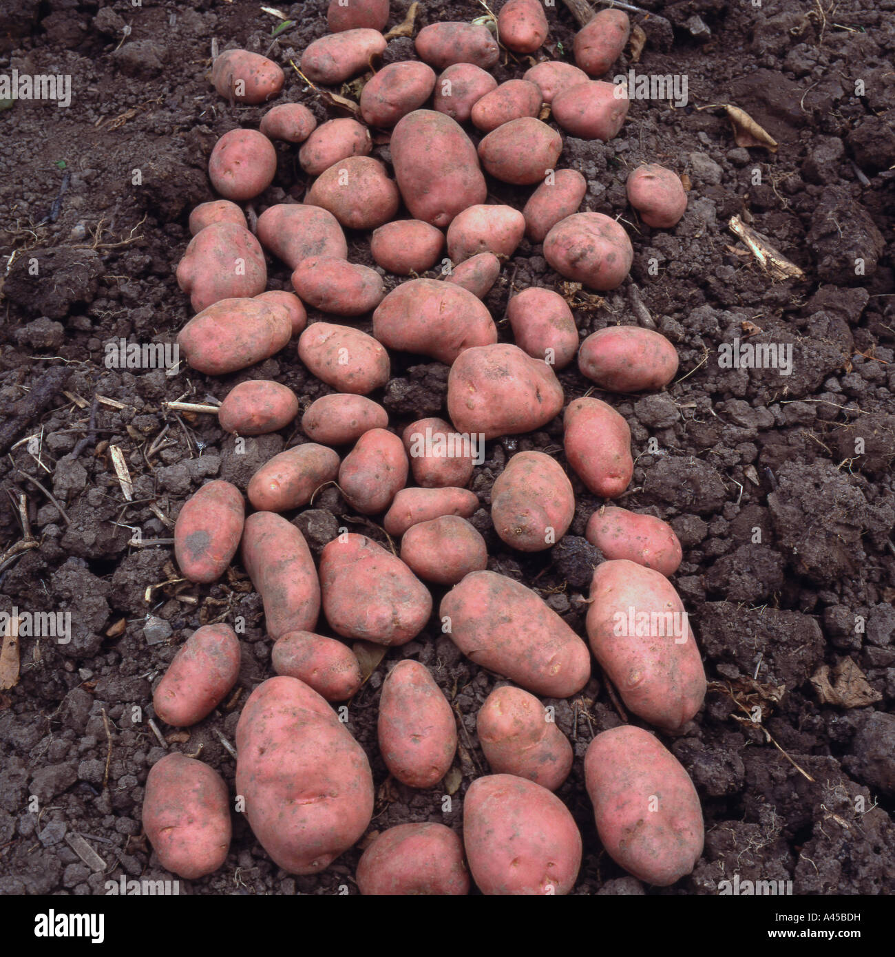 Potatoes desiree hi-res stock photography and images - Alamy
