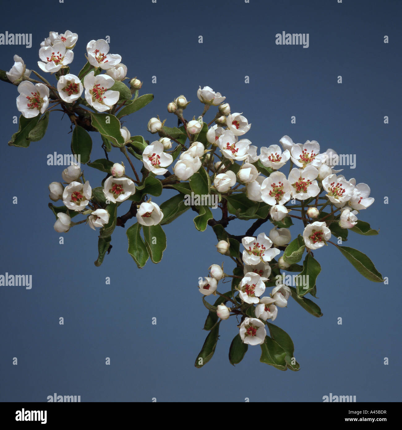 Pear Blossom, 'Conference' Stock Photo - Alamy