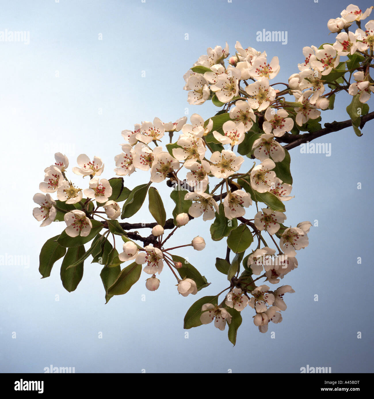 Conference pear spring hi-res stock photography and images - Alamy