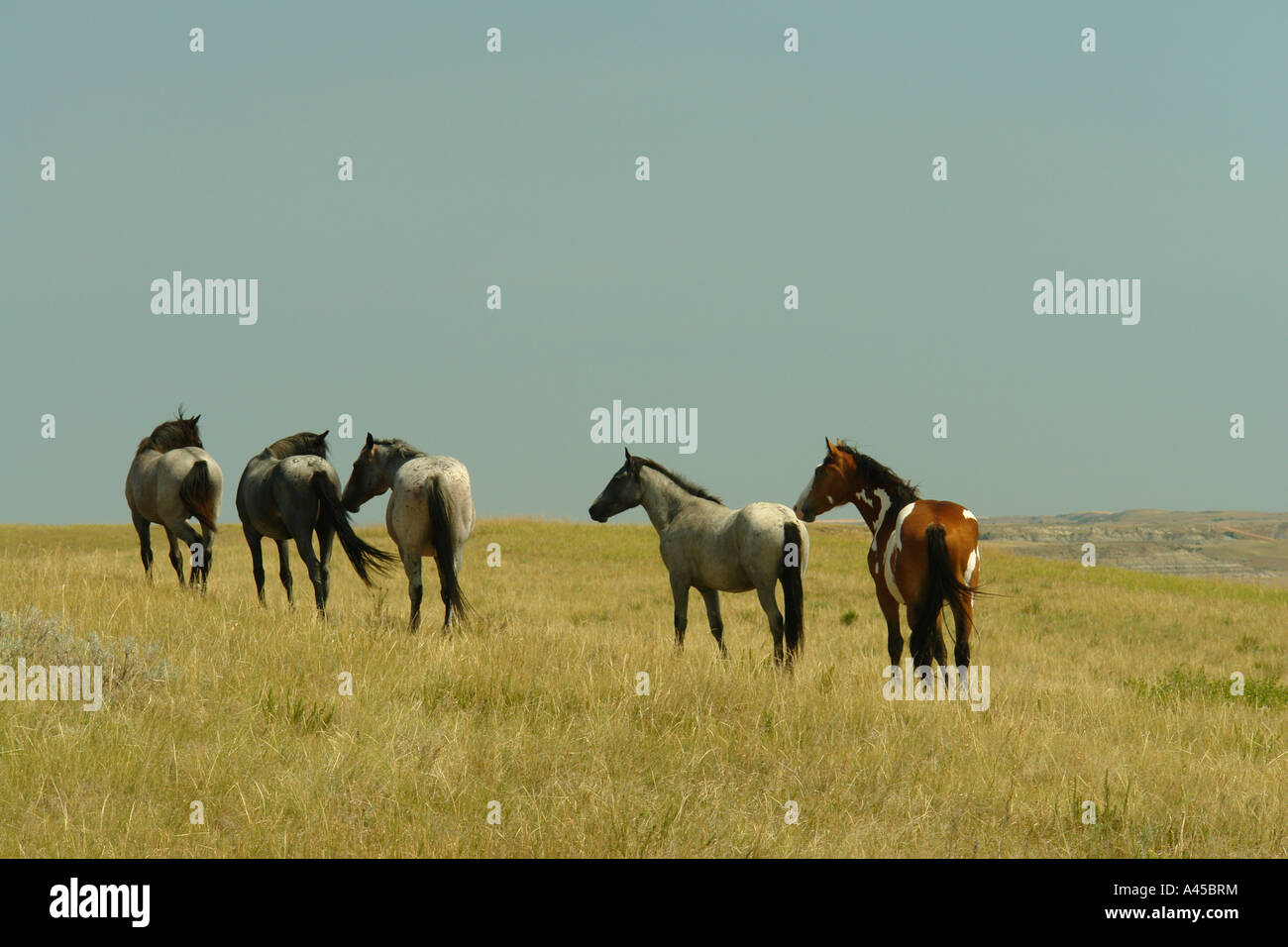 AJD57274, Medora, ND, North Dakota, Theodore Roosevelt National Park ...