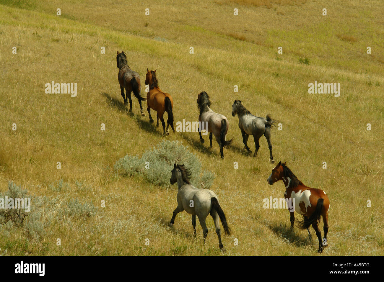 AJD57277, Medora, ND, North Dakota, Theodore Roosevelt National Park ...