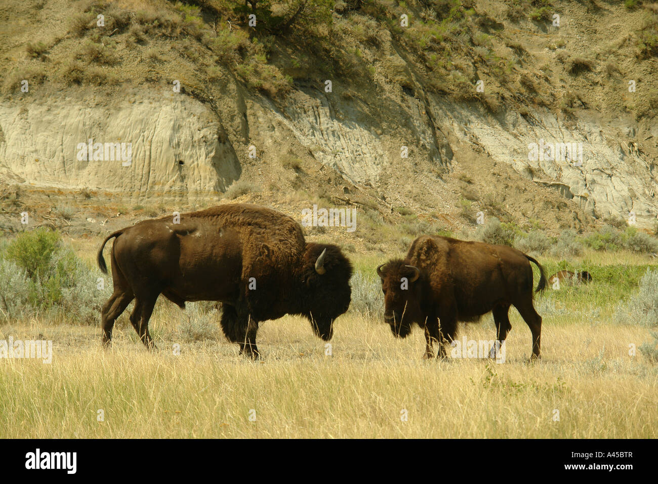 AJD57280, Medora, ND, North Dakota, Theodore Roosevelt National Park ...