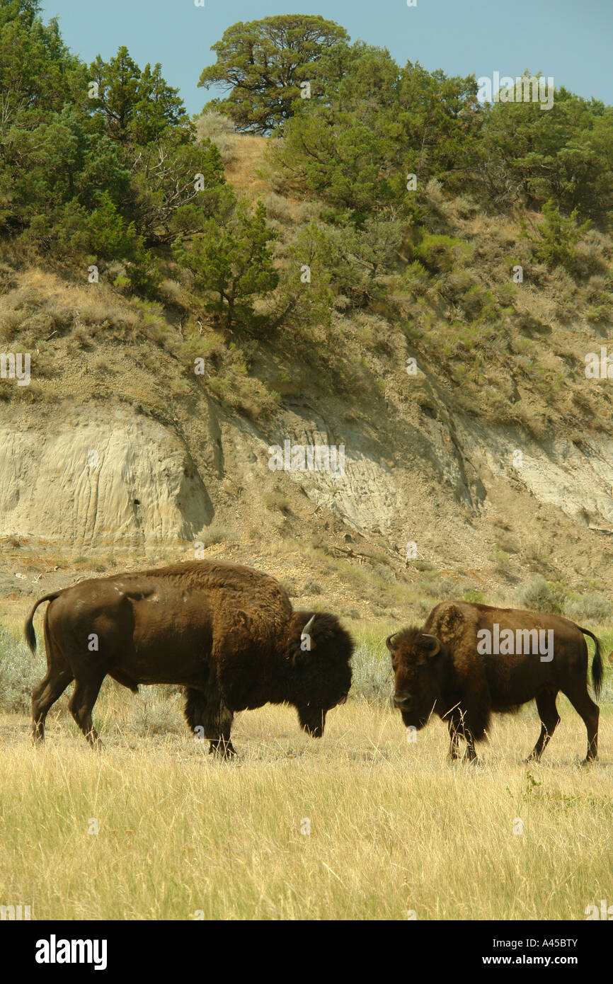 AJD57281, Medora, ND, North Dakota, Theodore Roosevelt National Park ...