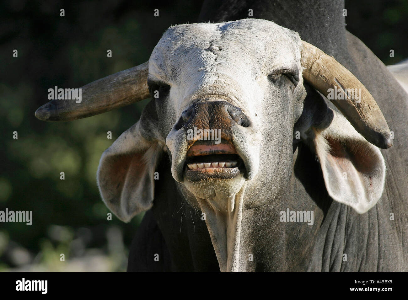 cattle on a farm in namibia Stock Photo - Alamy