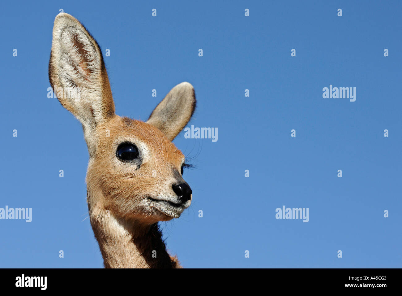 Young steenbok, Namibia, Africa Stock Photo - Alamy