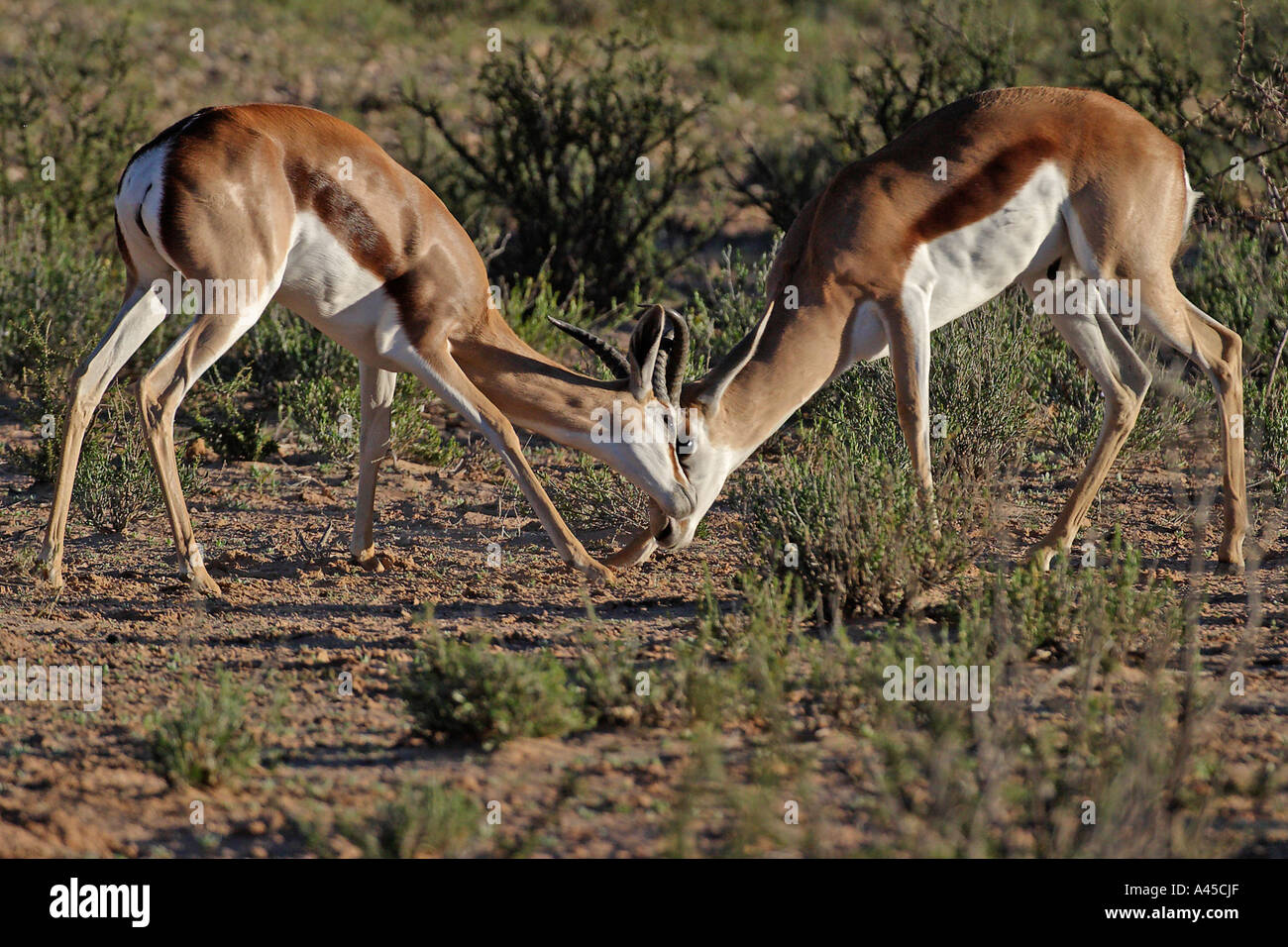 Fighting springboks Kgalagadi Transfrontier Park, Kalahari Gemsbok Park ...