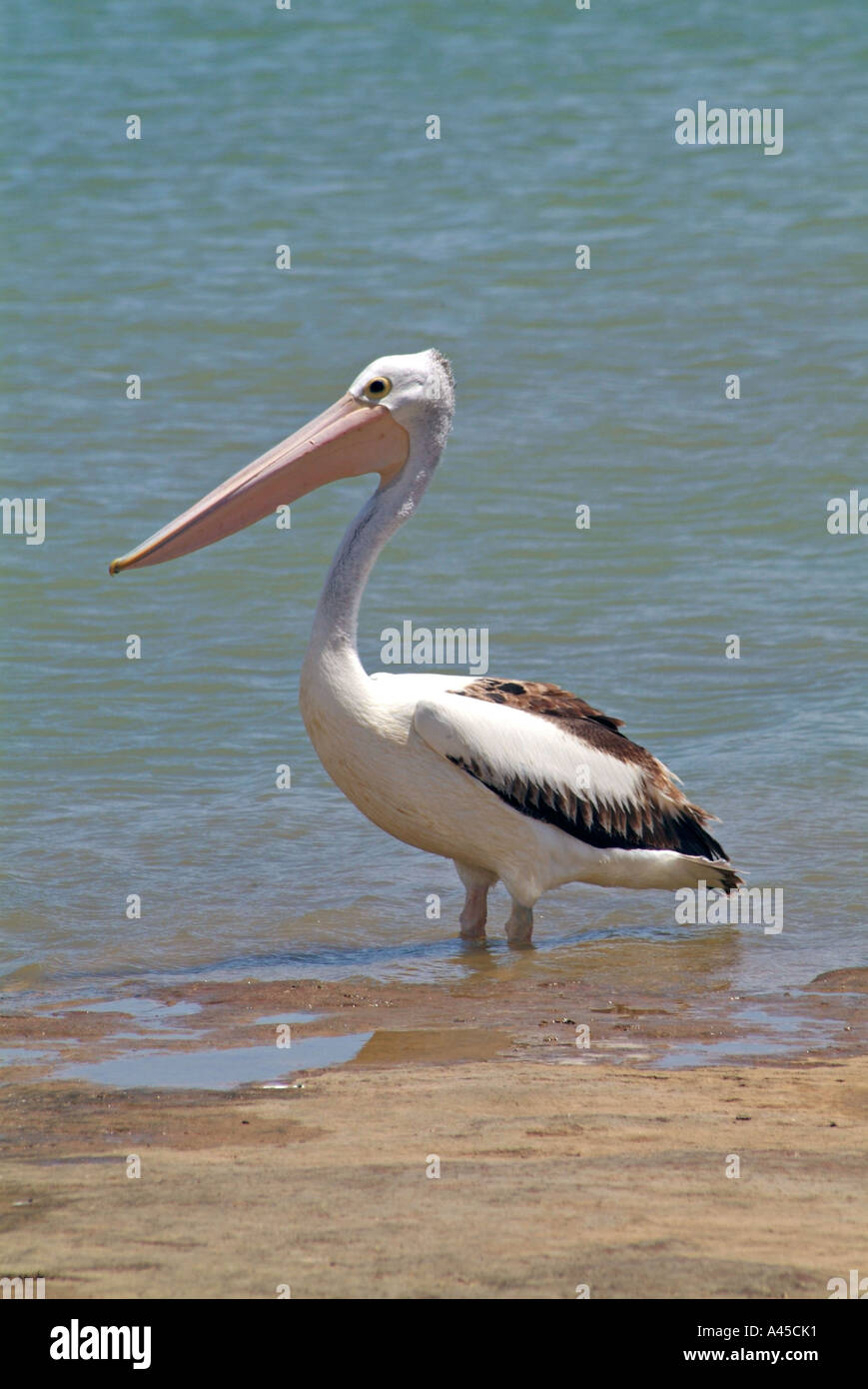 Australian Pelican Close up detail of eyes and beak Profile against ...