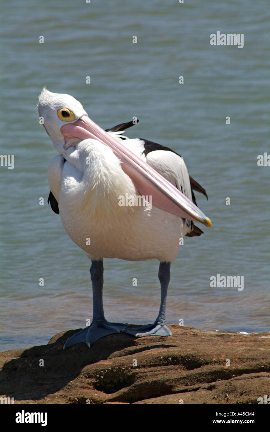 Australian Pelican Close up detail of eyes and beak Profile against ...
