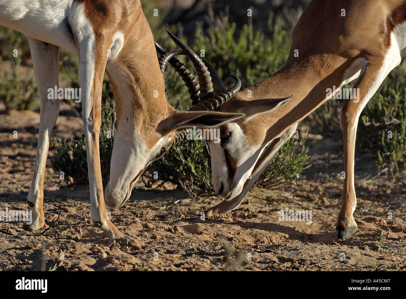 Fighting springboks, Kgalagadi Transfrontier Park, Kalahari Gemsbok ...