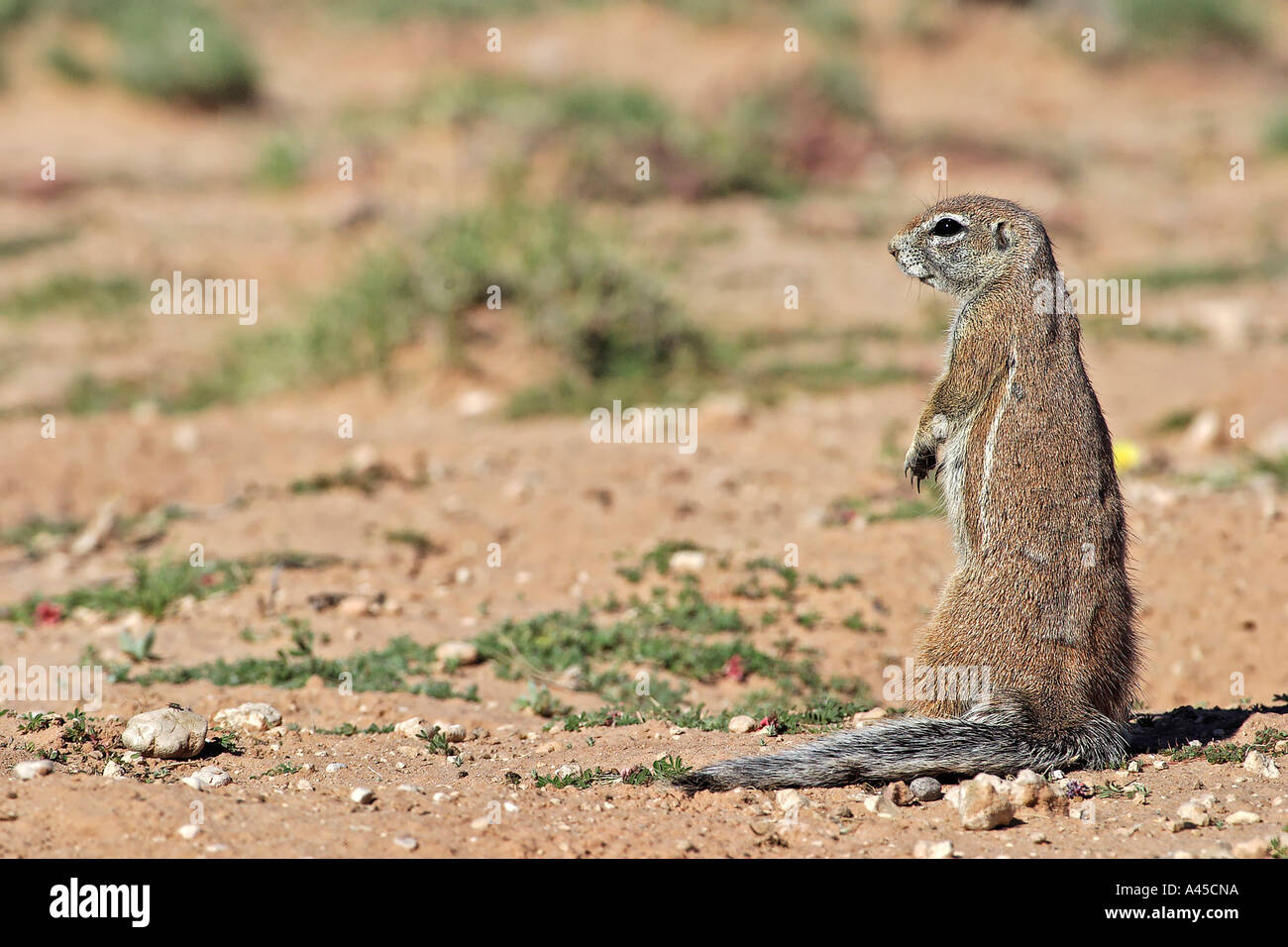 African ground squirrel, Kgalagadi Transfrontier Park Kalahari Gemsbok ...