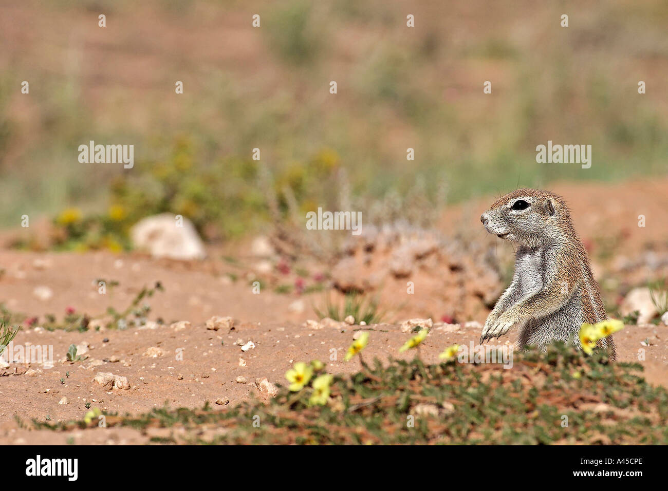 African ground squirrel Kgalagadi Transfrontier Park Kalahari Gemsbok ...