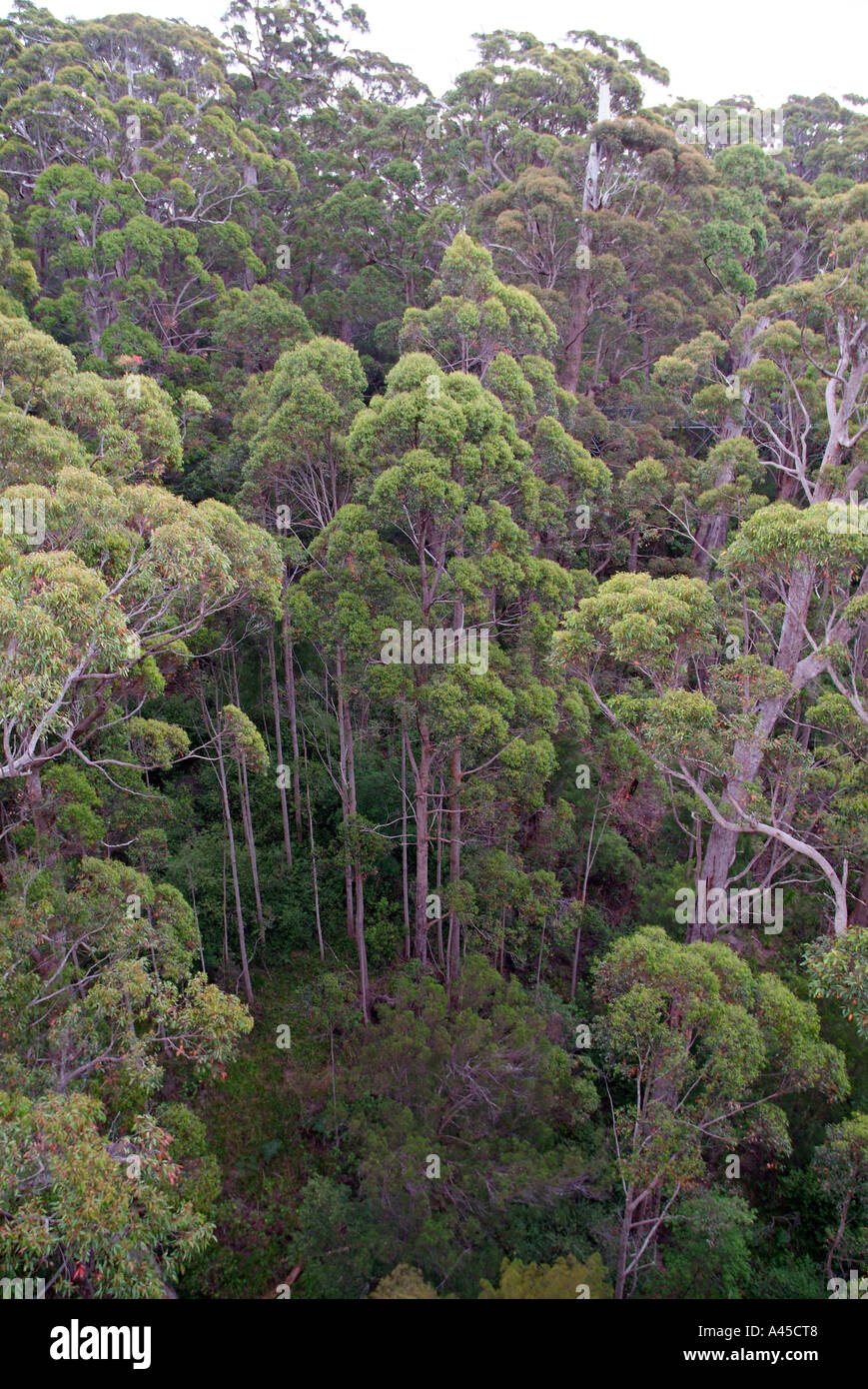 Enormous tropic hardwood trees viewed from canopy alley of the Giant ...