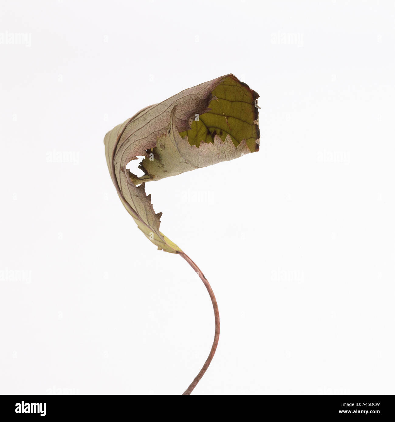 tree dead leaf Stock Photo - Alamy