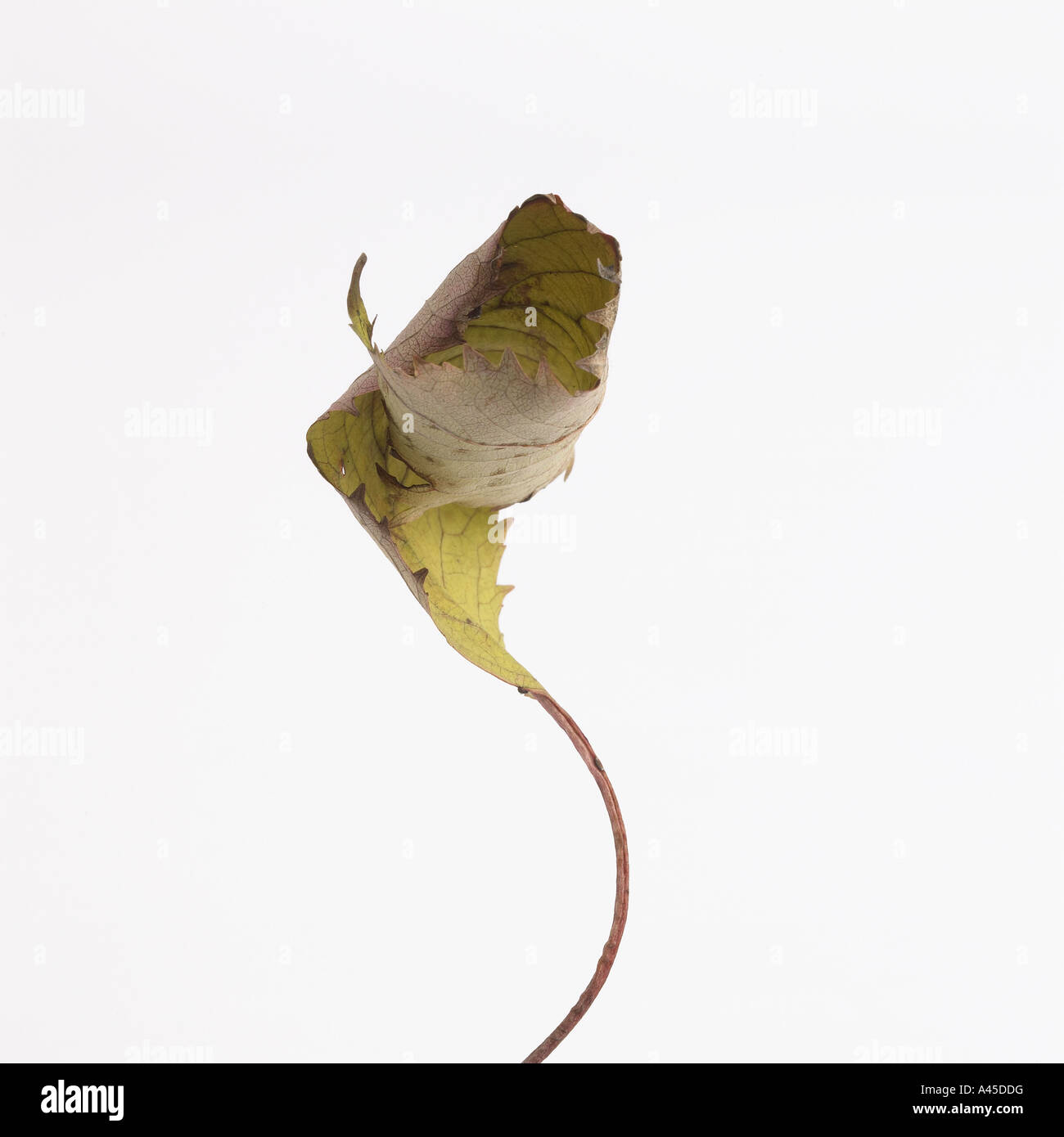 tree dead leaf Stock Photo - Alamy