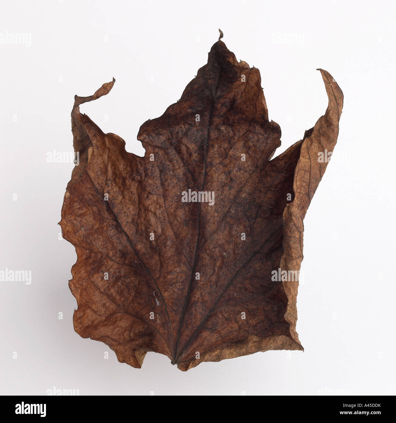 tree dead leaf Stock Photo - Alamy