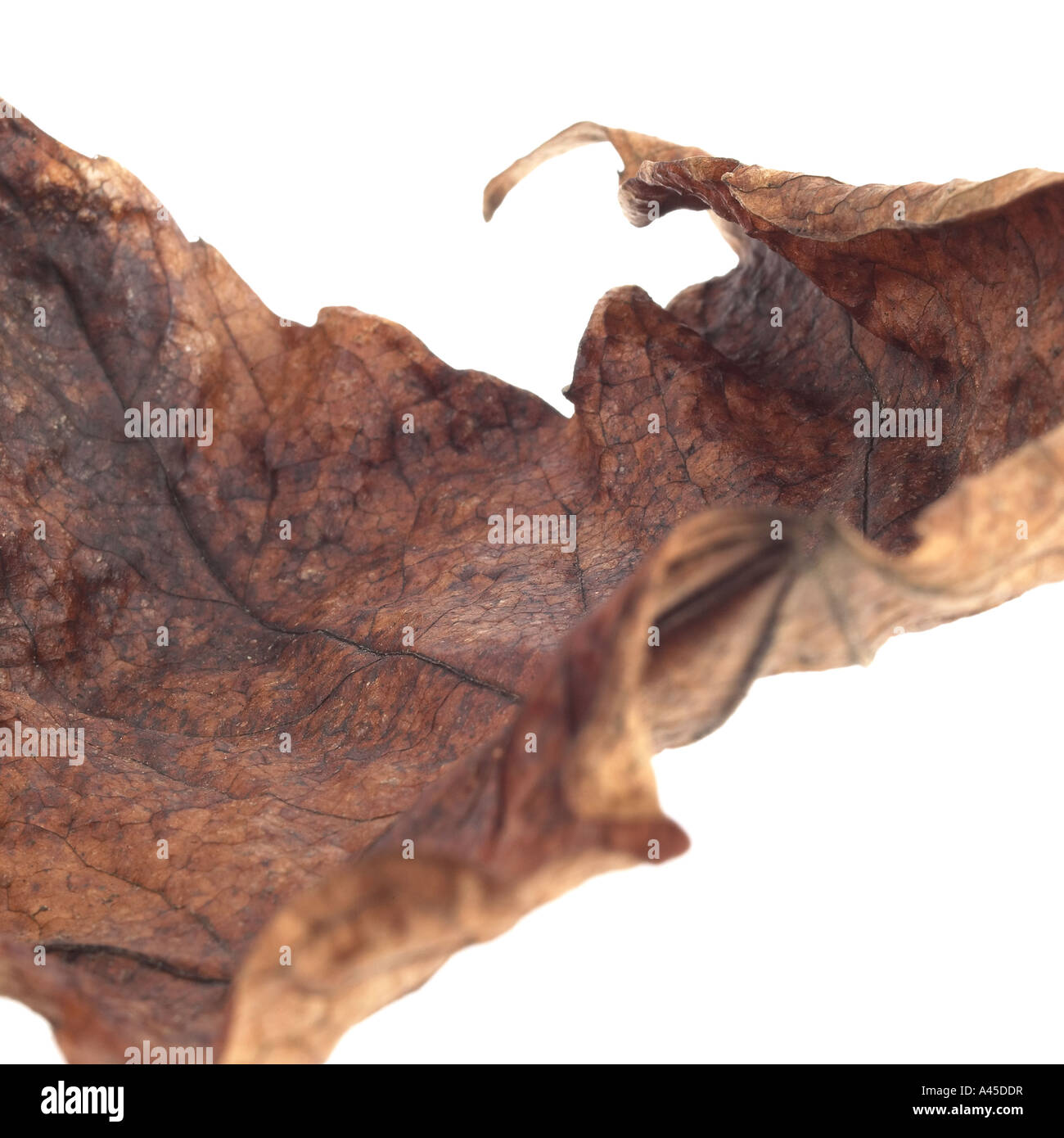 tree dead leaf Stock Photo - Alamy