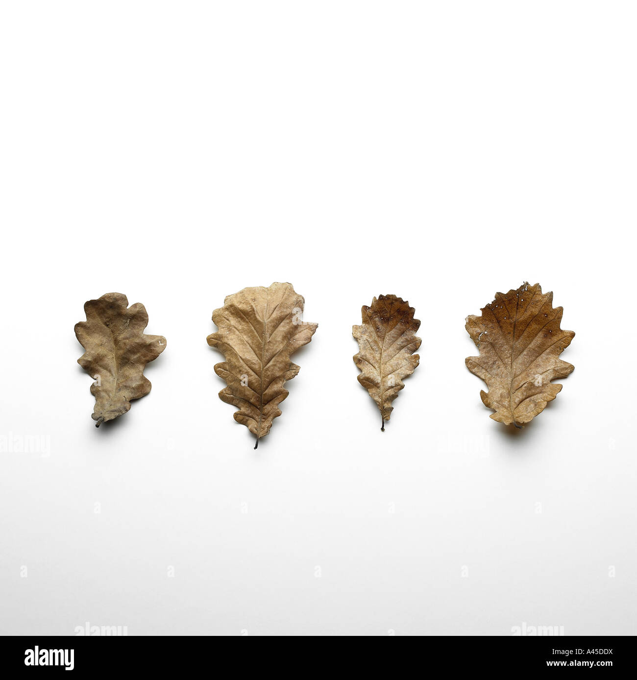tree four oak leaves Stock Photo - Alamy