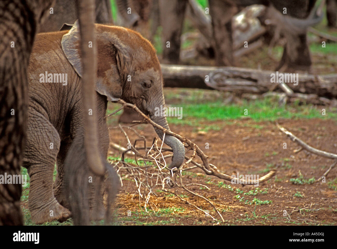 Baby African Elephant playing with a tree branch in Amboseli National ...