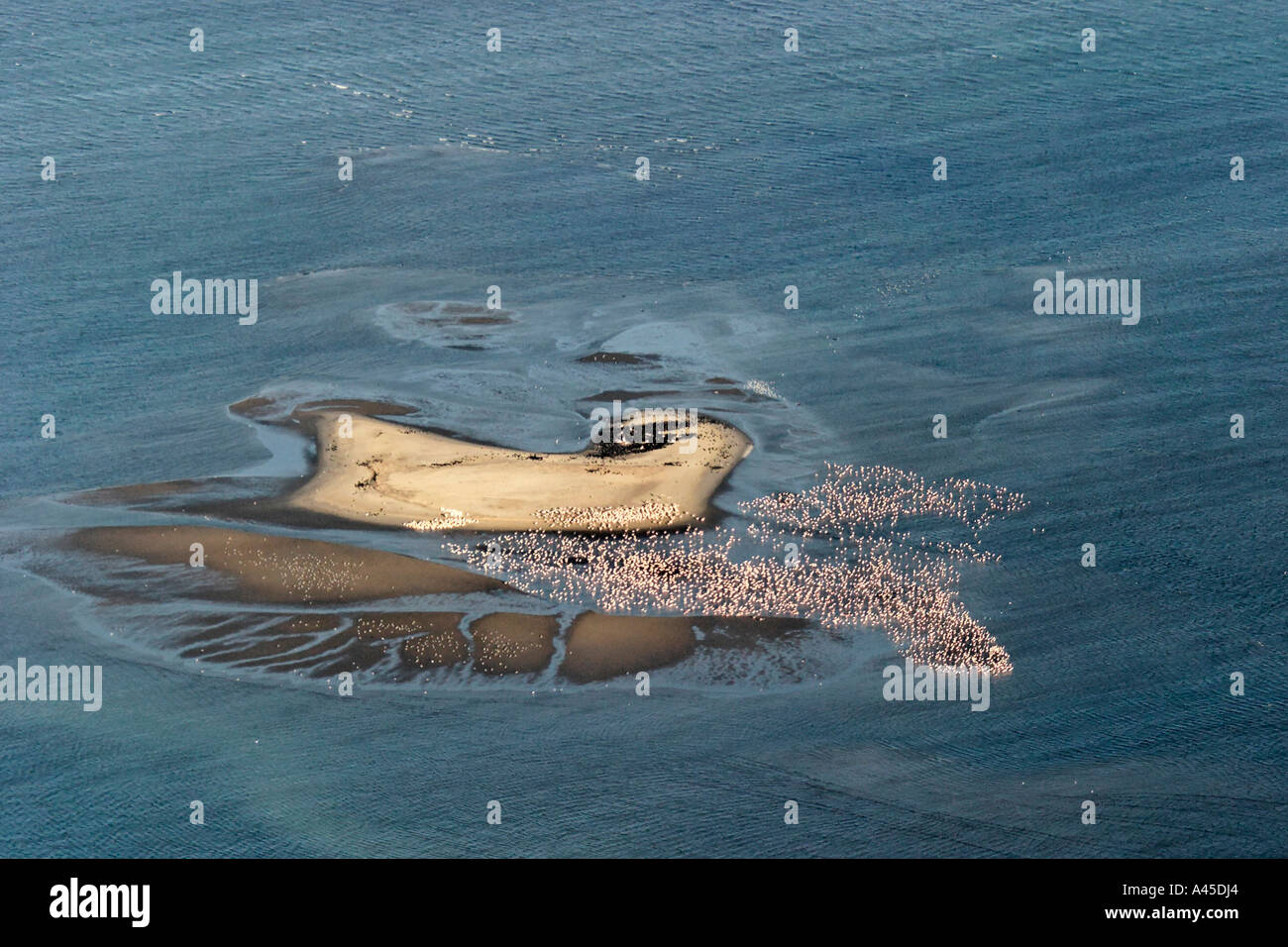 Flamingo colony, Namibia, Atlantic, Africa Stock Photo - Alamy
