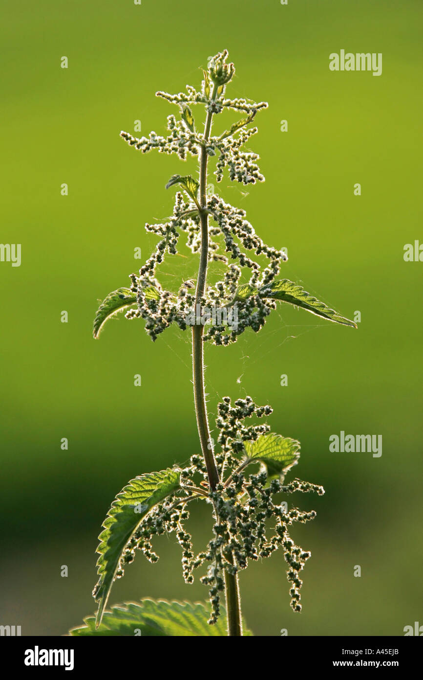 nettle oder stinging nettle Stock Photo - Alamy