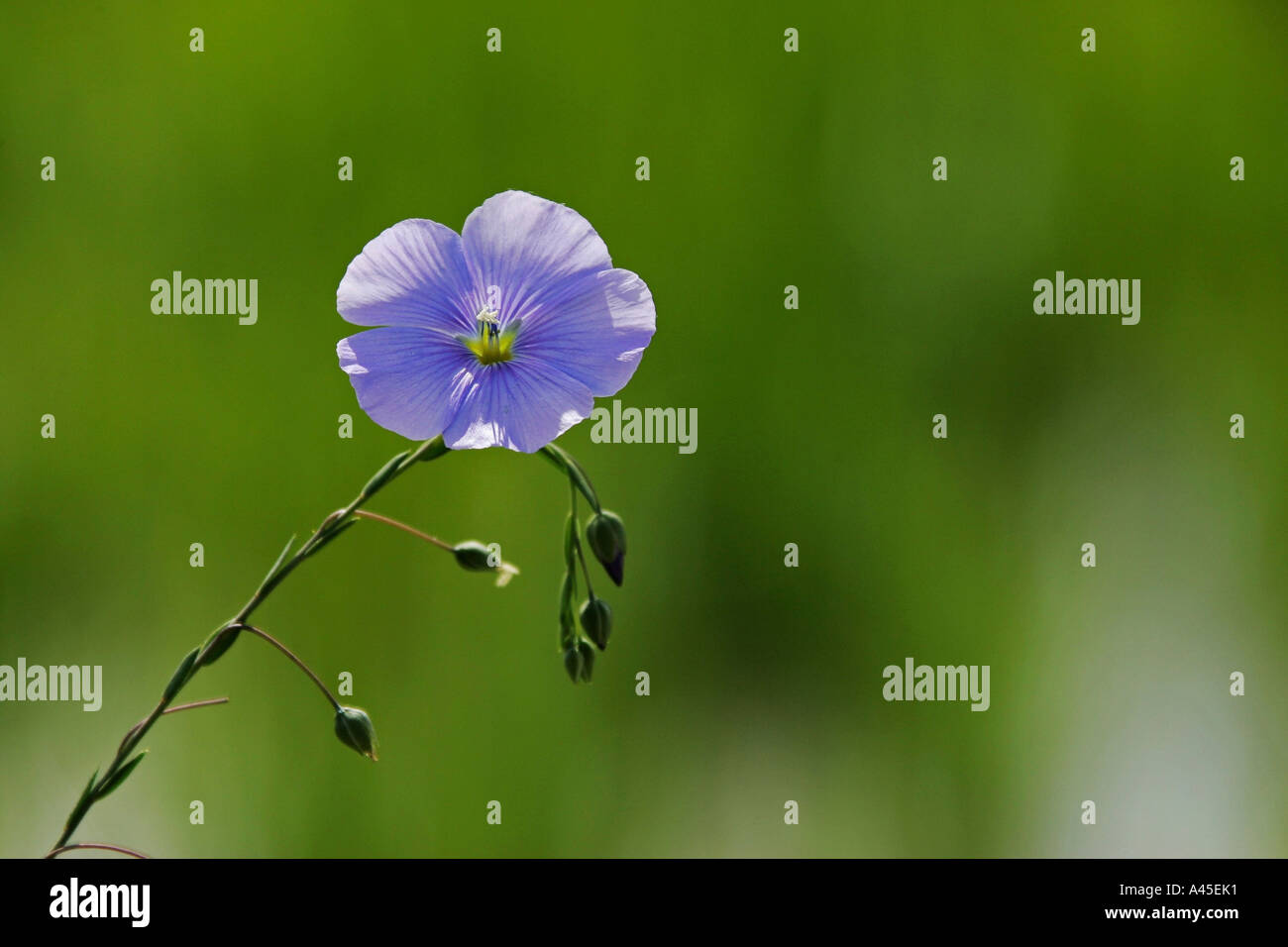 Unknown blooms hi-res stock photography and images - Alamy
