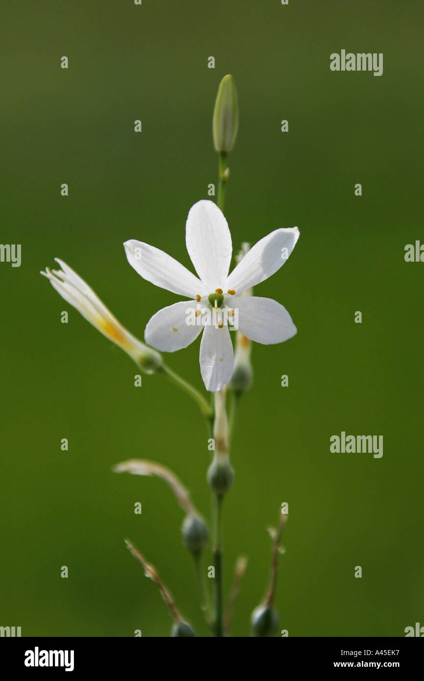 Unknown blooms hi-res stock photography and images - Alamy