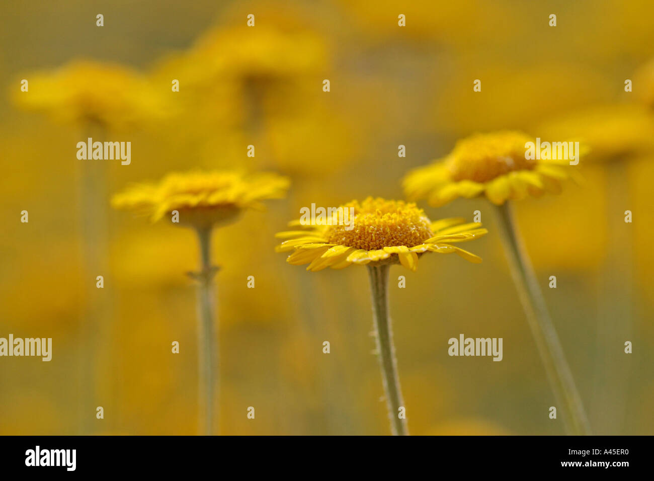 Unknown blooms hi-res stock photography and images - Alamy